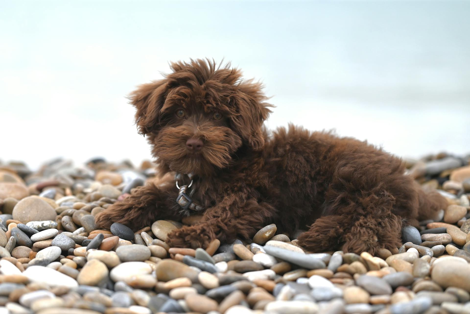 DIY Invisible Fence Installation Tips: A Comprehensive Guide – Mimofpet ...